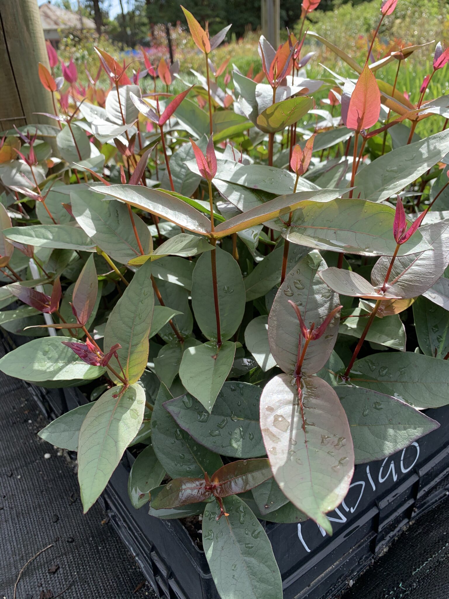 Trees – Indigo Native Nursery