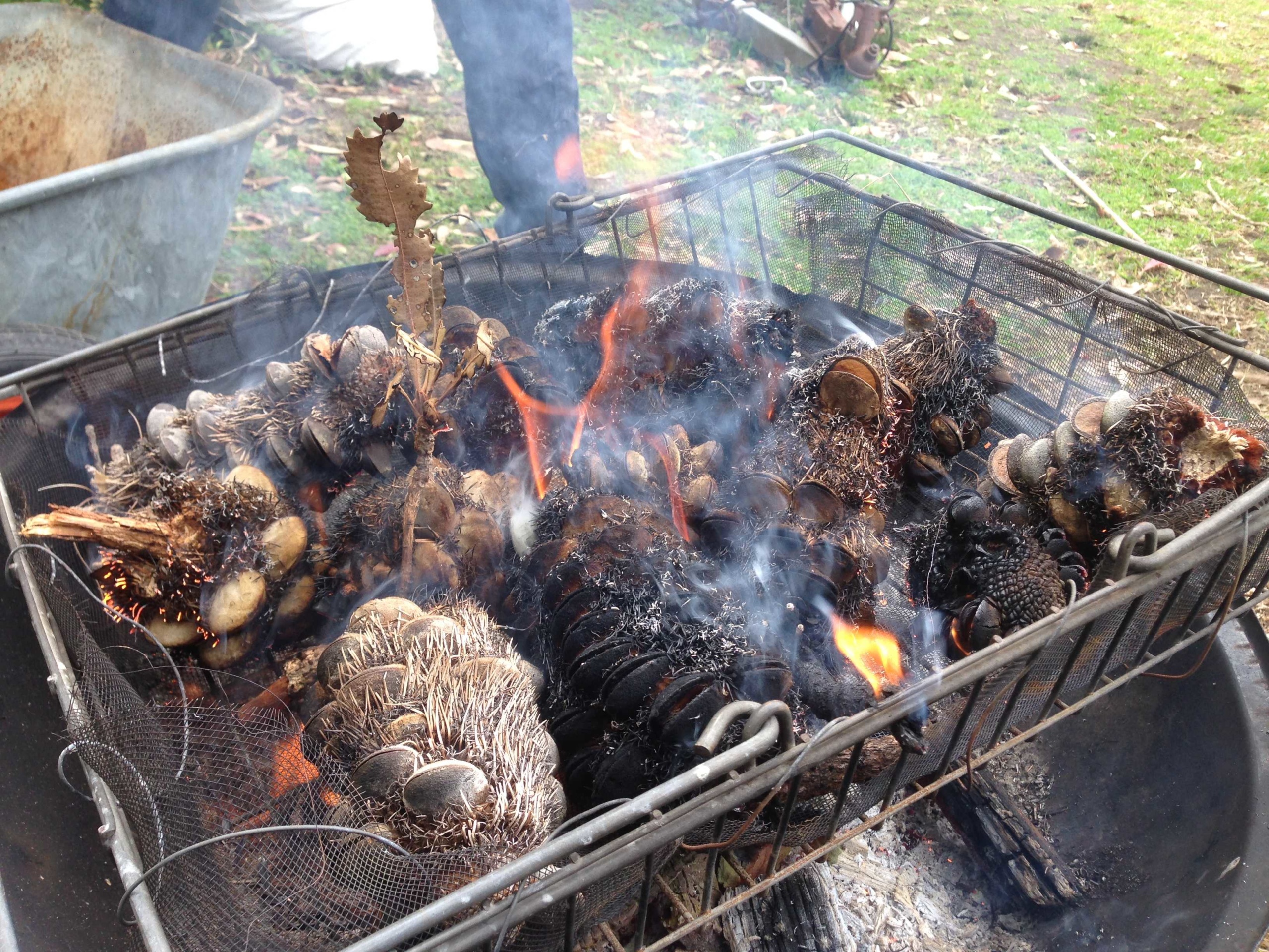 Indigo Native Nursery